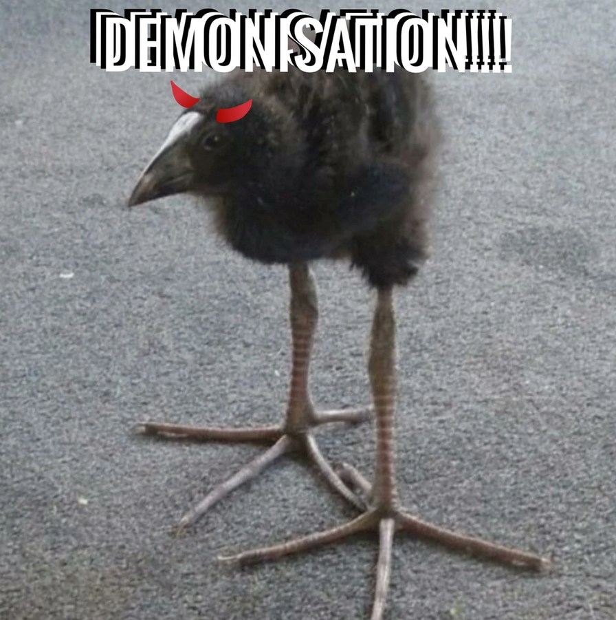 The best Pukeko memes :) Memedroid