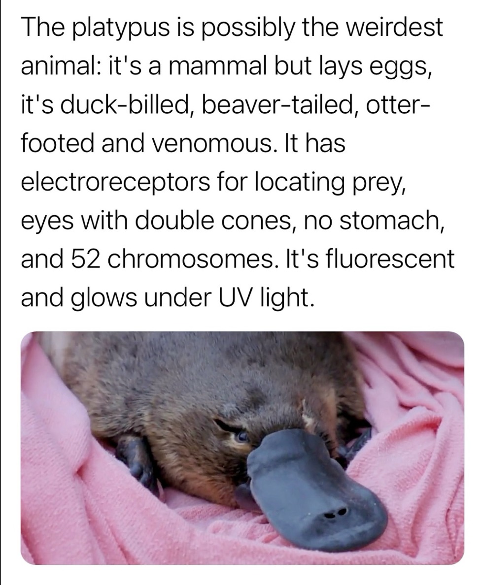 The Latest Memes :) Memedroid