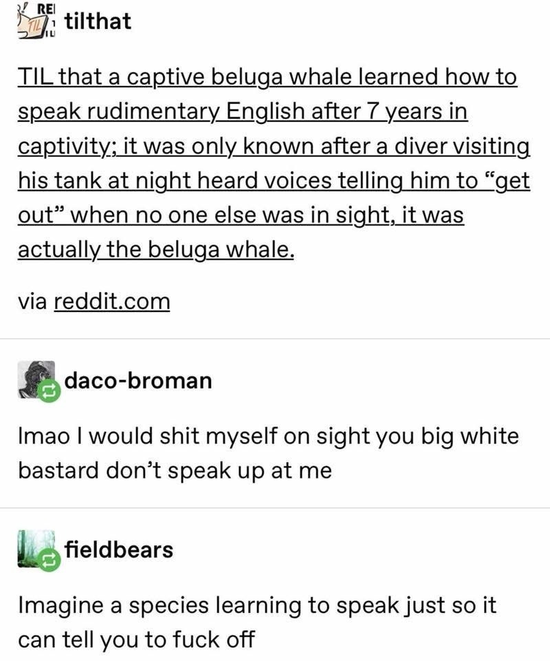 The best Beluga memes :) Memedroid