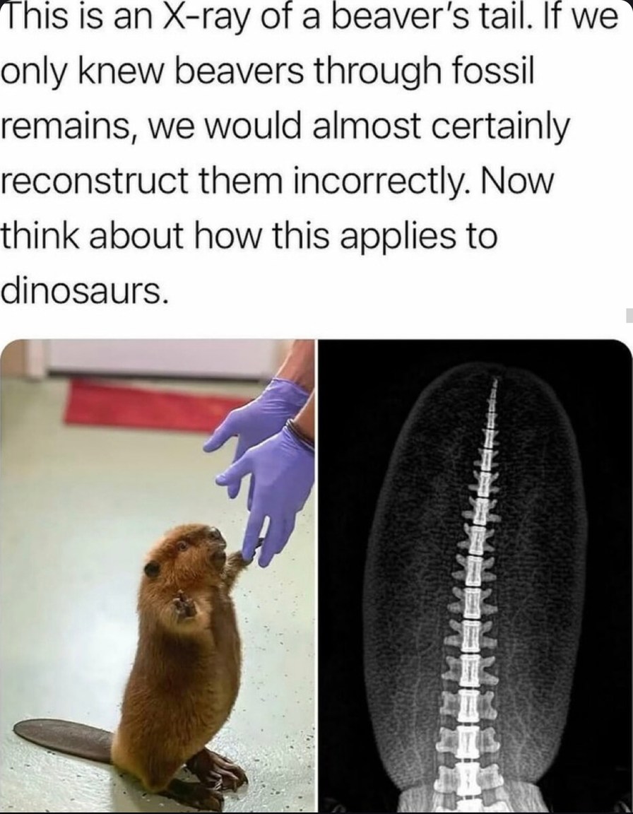 The best Beaver memes :) Memedroid