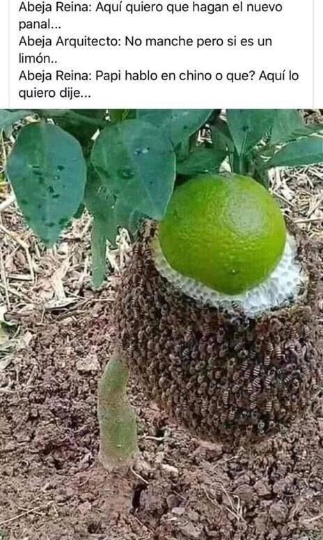 Top memes de Abejas en español :) Memedroid