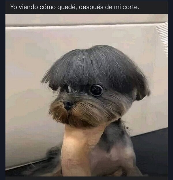 Los Últimos Memes :) Memedroid