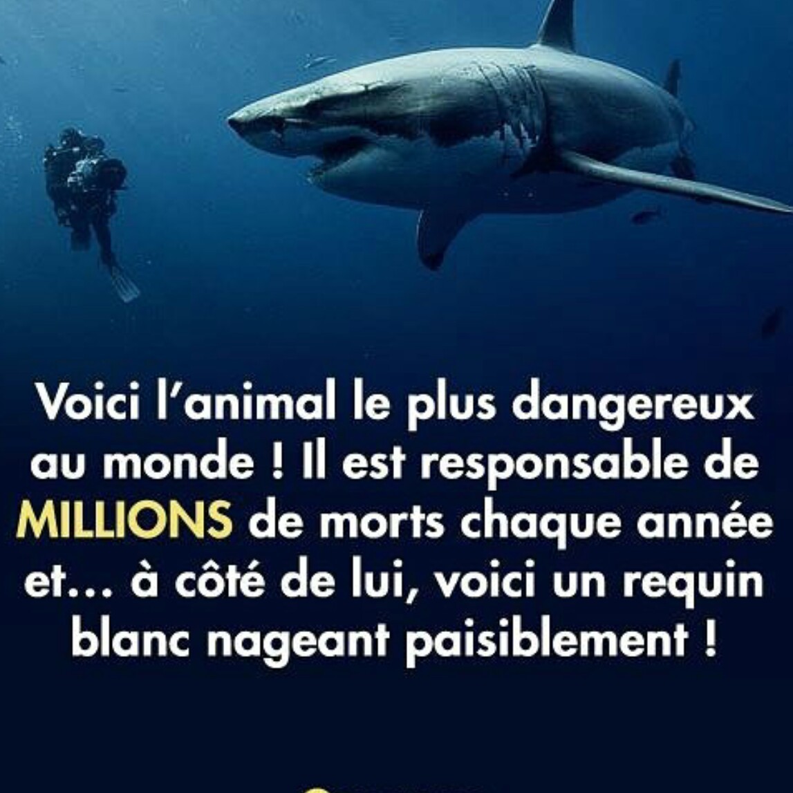 Les requins c gentil faite leur des calins - Mème par Kenzalt :) Memedroid