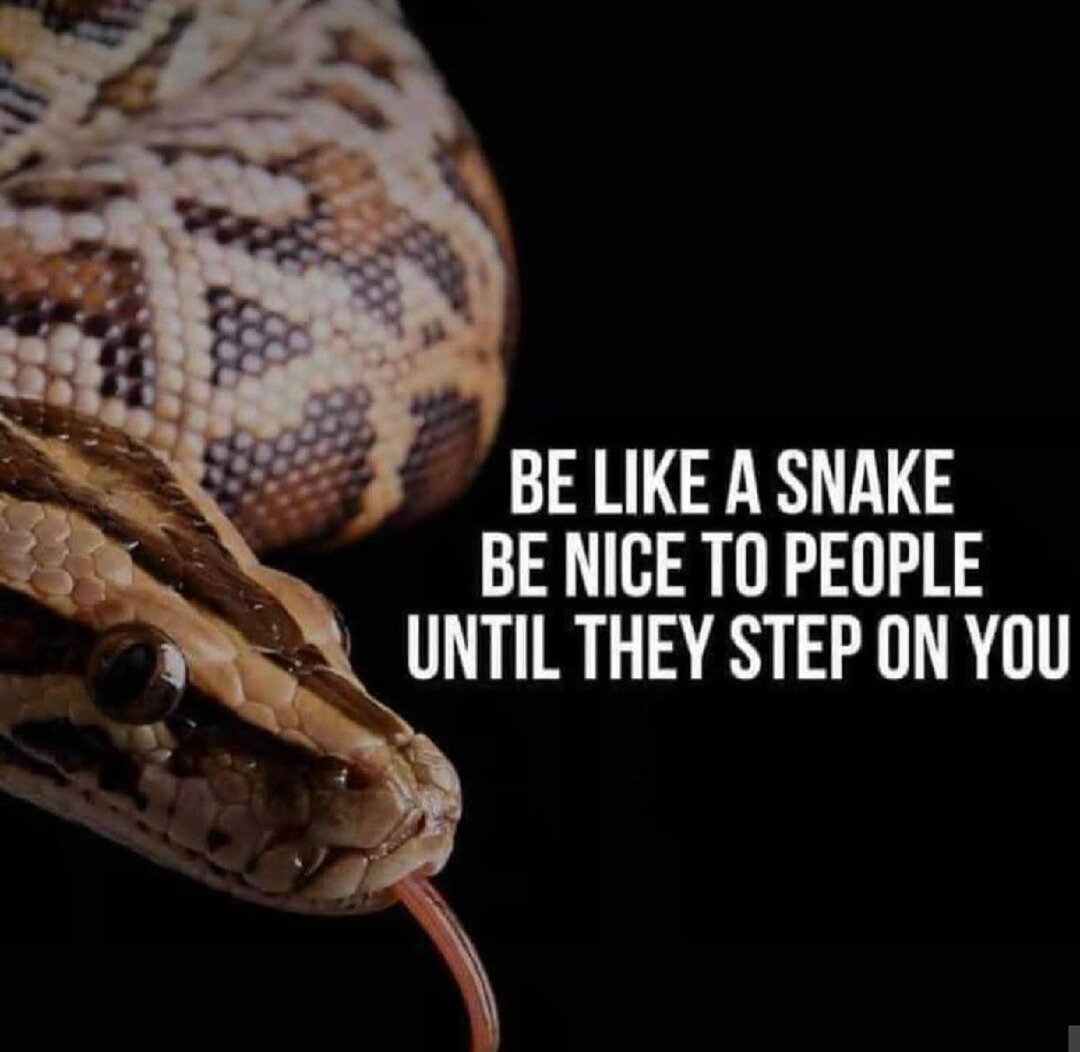 The best Snake memes :) Memedroid