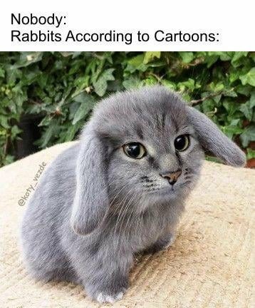 The best Rabbits memes :) Memedroid