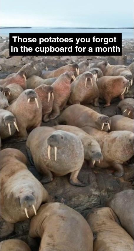 The best Food memes :) Memedroid