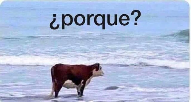 Filosofia Da Vaca Memes Sociedad De Filosofía Aplicada Cuidado Con