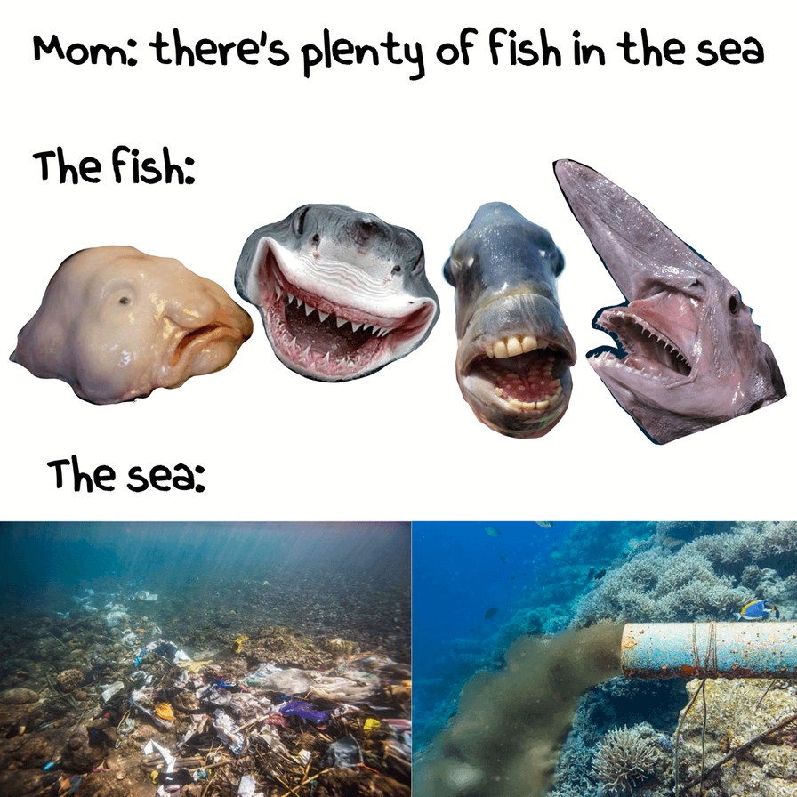 The best Fish memes :) Memedroid