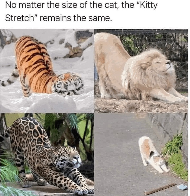 The best Tiger memes :) Memedroid