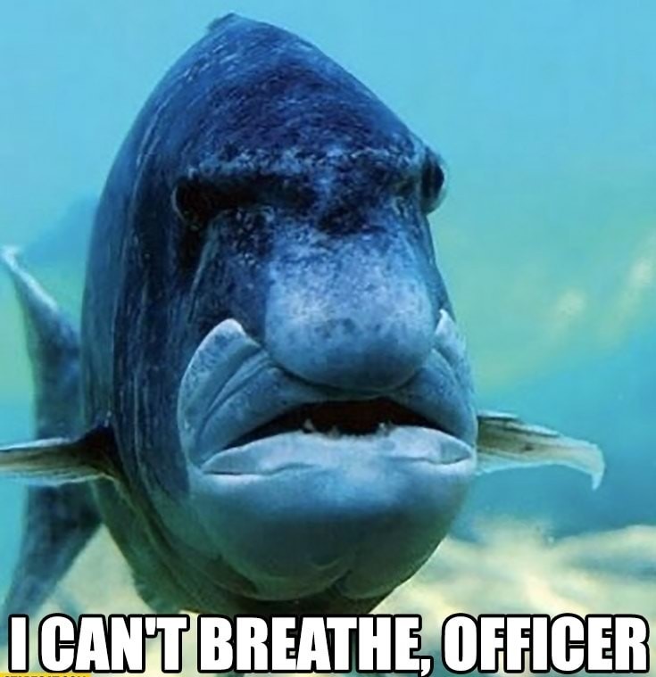 George Flish - Meme by Grug :) Memedroid