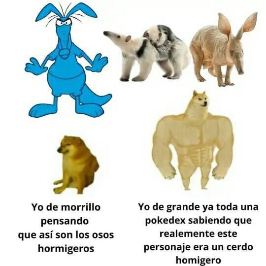 Meme Del Oso Hormiguero En Blanco