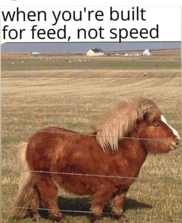 The best Horse memes :) Memedroid