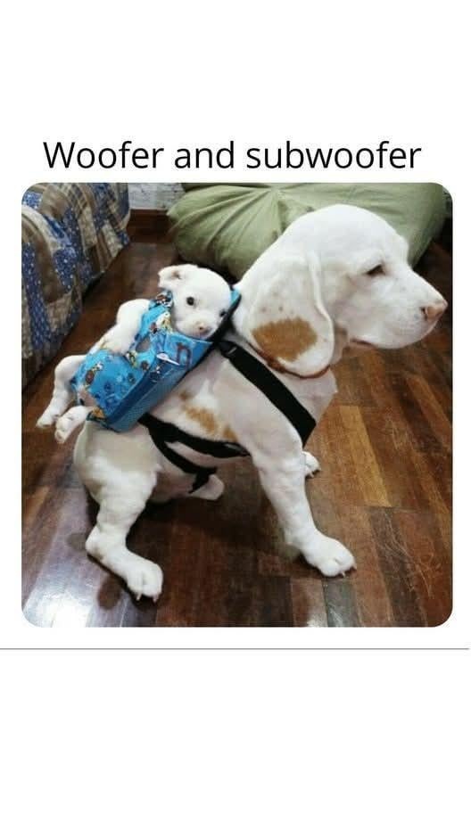 The best Subwoofer memes :) Memedroid