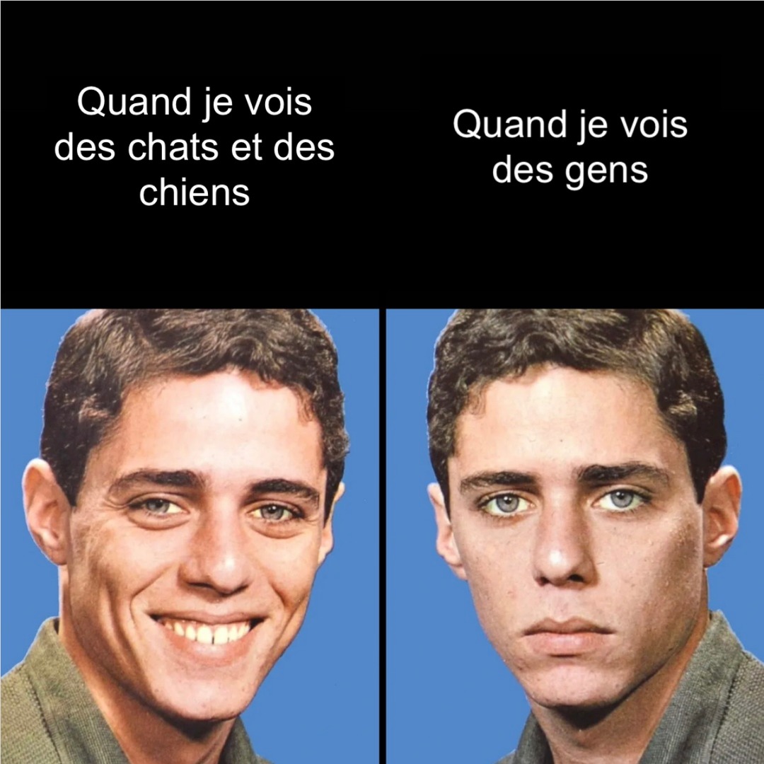 Les meilleurs mèmes Chat :) Memedroid