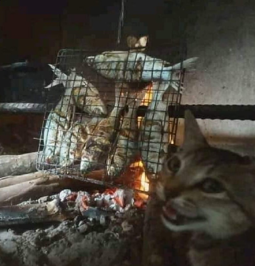 Los Últimos Memes :) Memedroid