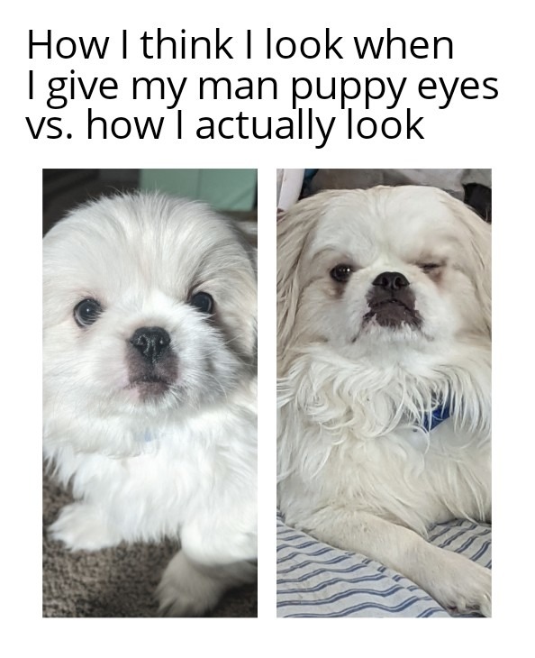 His name is Yuki :) - Meme by Luna924 :) Memedroid