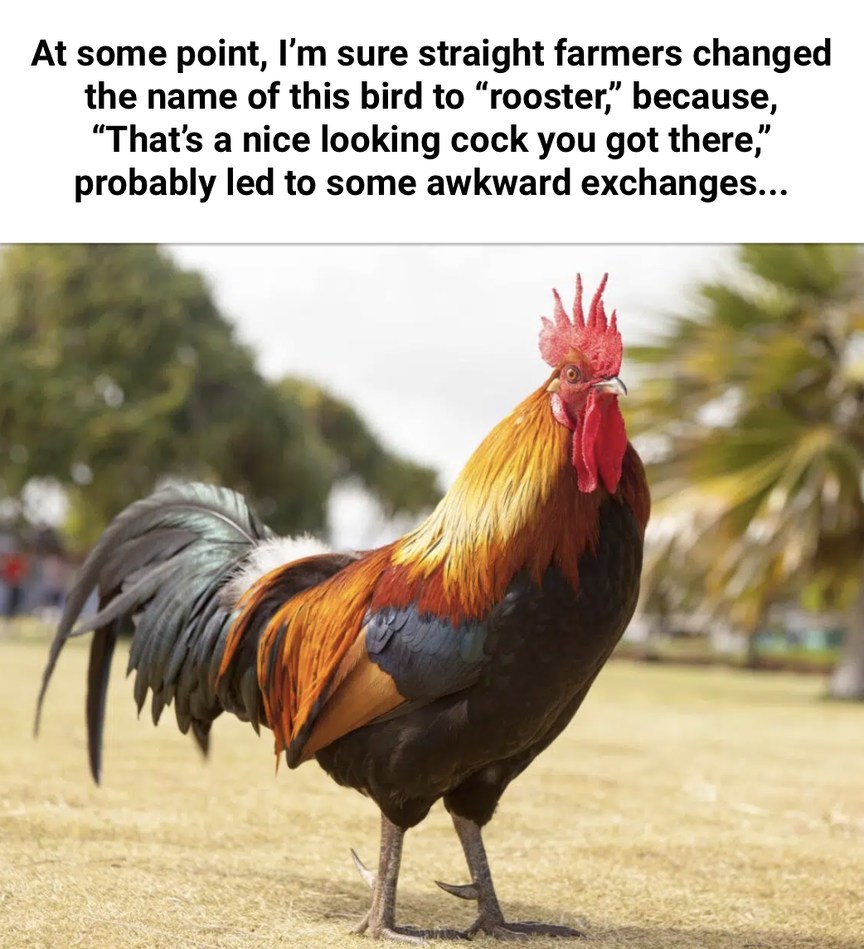 The best Rooster memes :) Memedroid