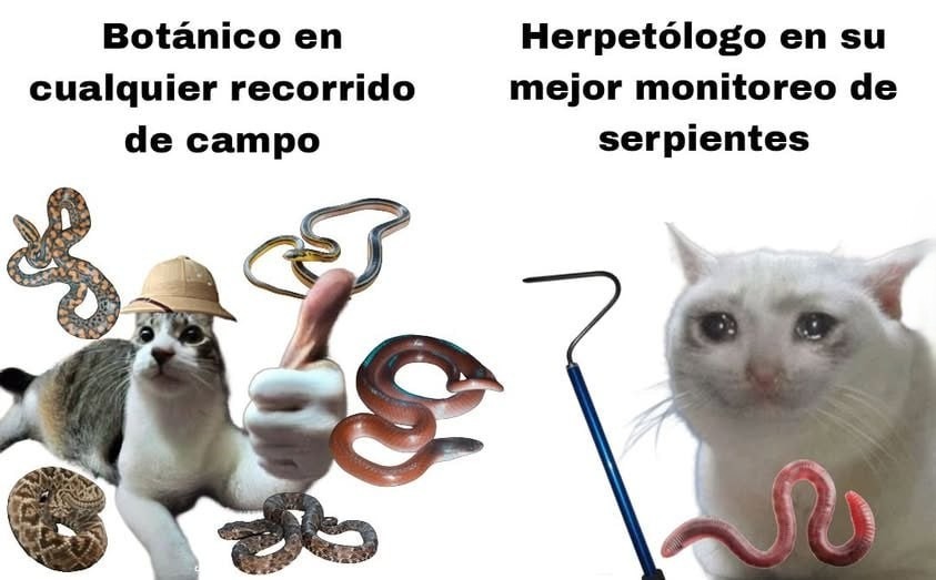 Top memes de Serpientes en español :) Memedroid