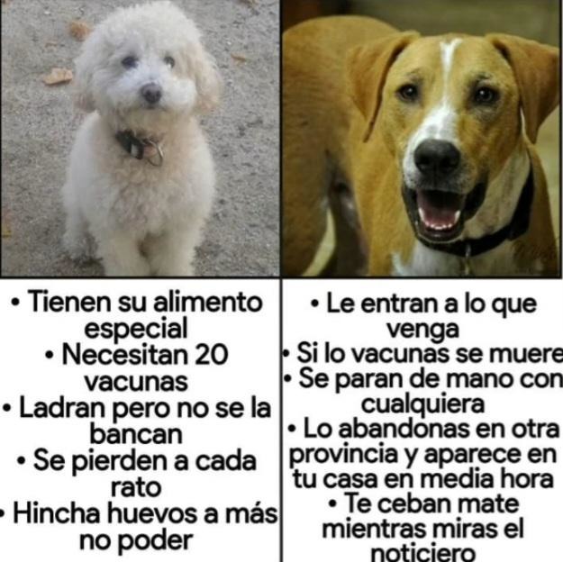 Los Últimos Memes :) Memedroid