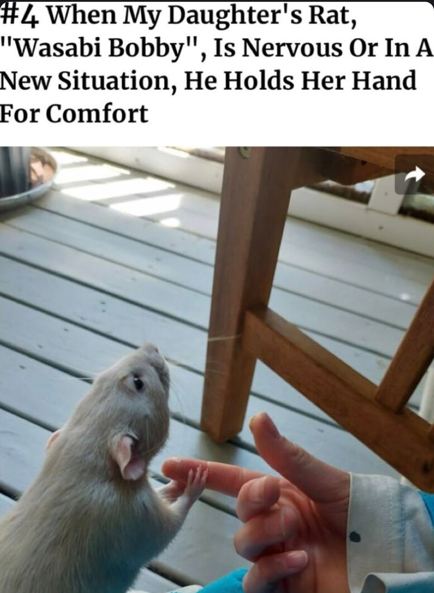 Memes For Rats