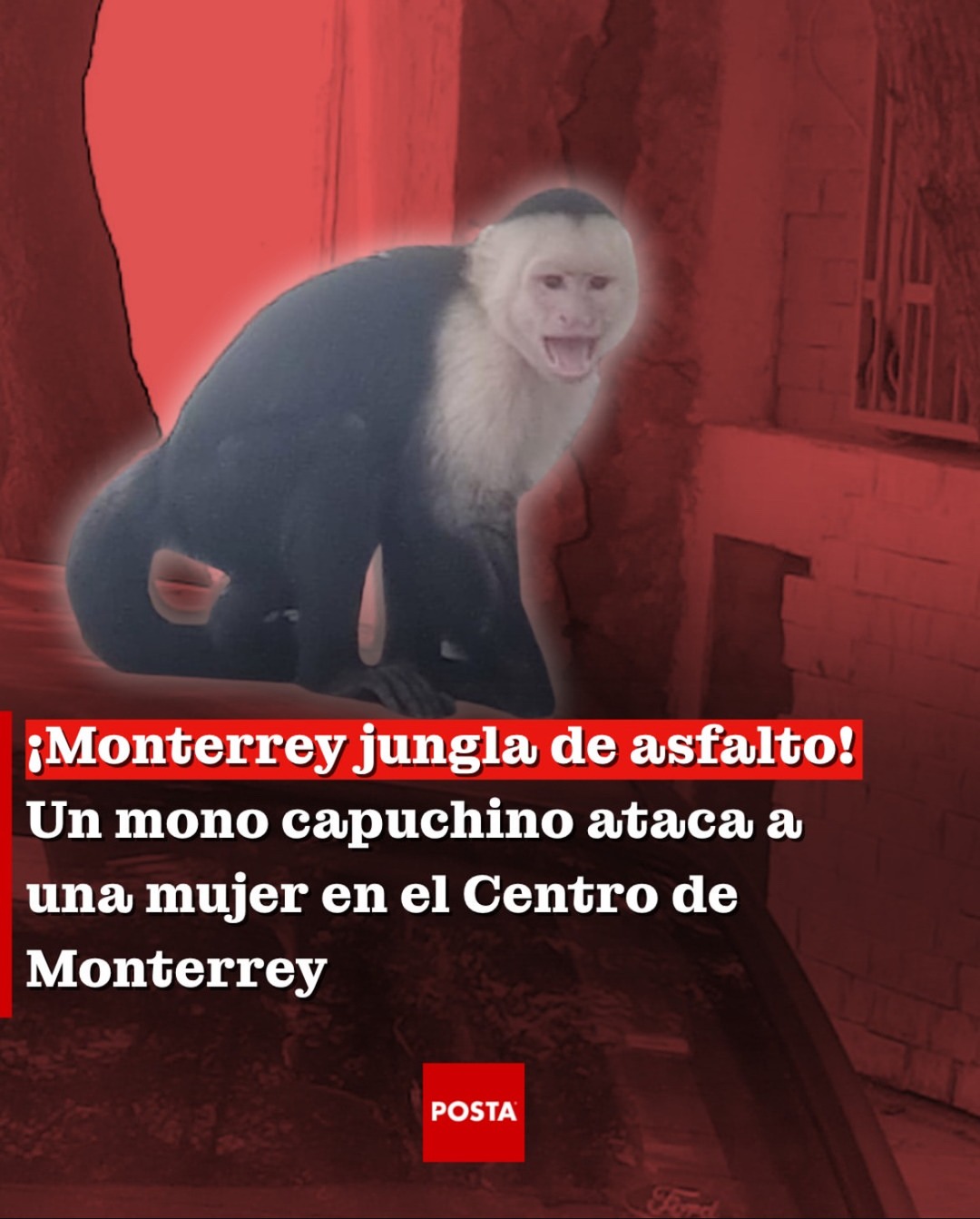 Top memes de Mono en español :) Memedroid