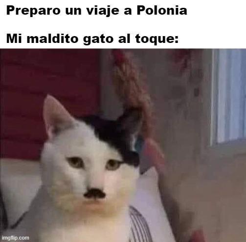 Los Mejores Memes Del Gato De Hitler