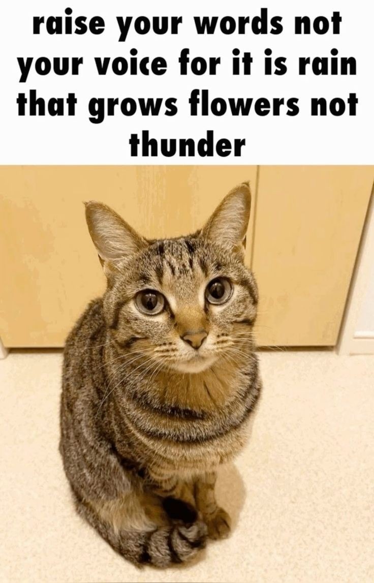 Latest memes / New memes :) Memedroid