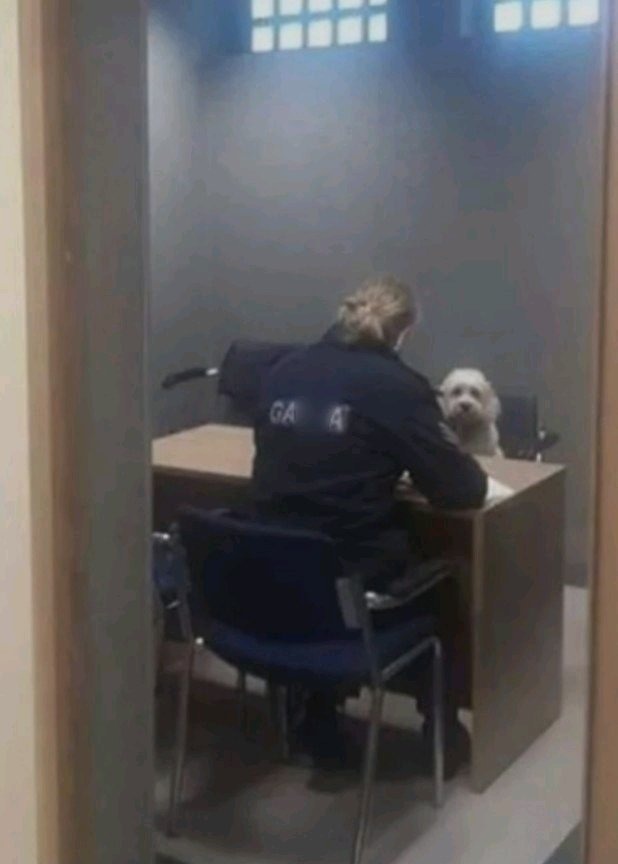 nose - Meme by Josuell990 :) Memedroid