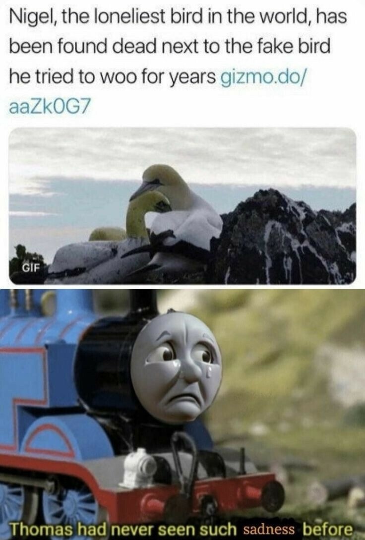 Gizmo Fart Memes Roger | Gizmo Would Do This Without Shame!!