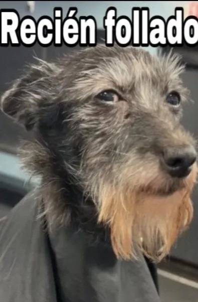 Últimos memes :) Memedroid