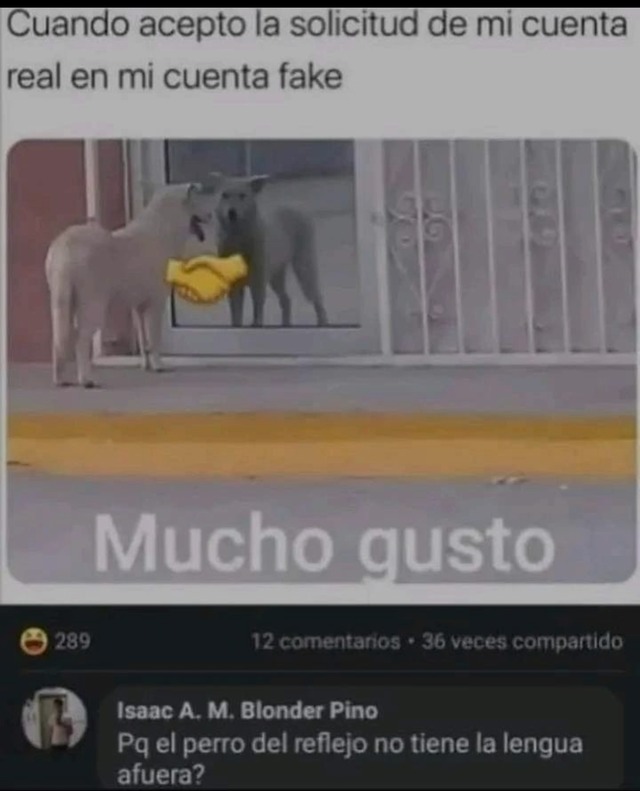 Memes perros graciosos - Meme subido por GVGA30 :) Memedroid