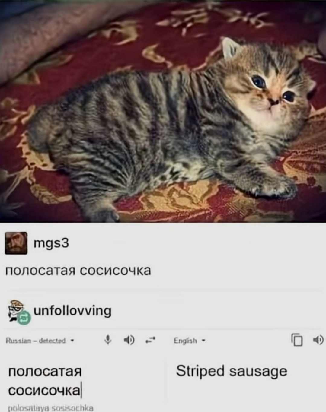 The best Kitty memes :) Memedroid