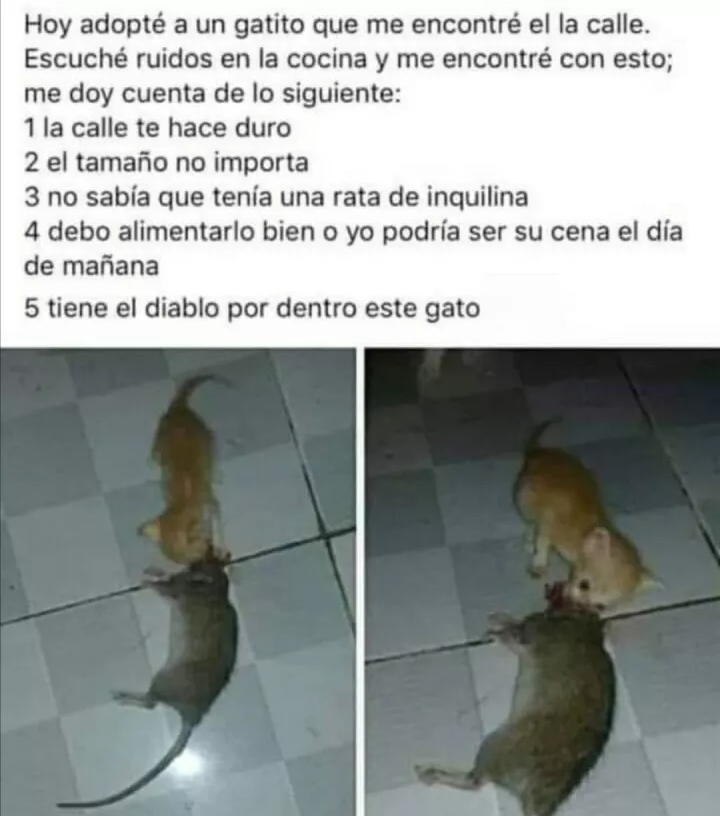 Memes De Ratas Muertas