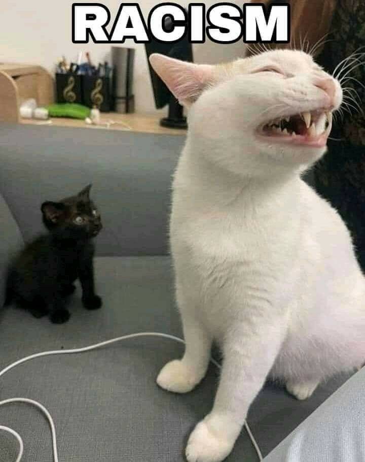 Top Memes de Gatos en Español – Memedroid