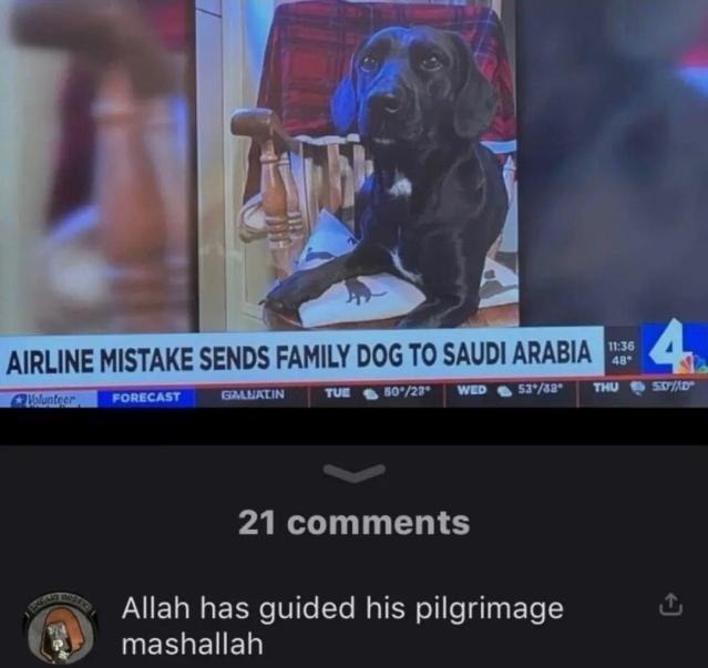 Chad dog - Meme by ColonCancer :) Memedroid