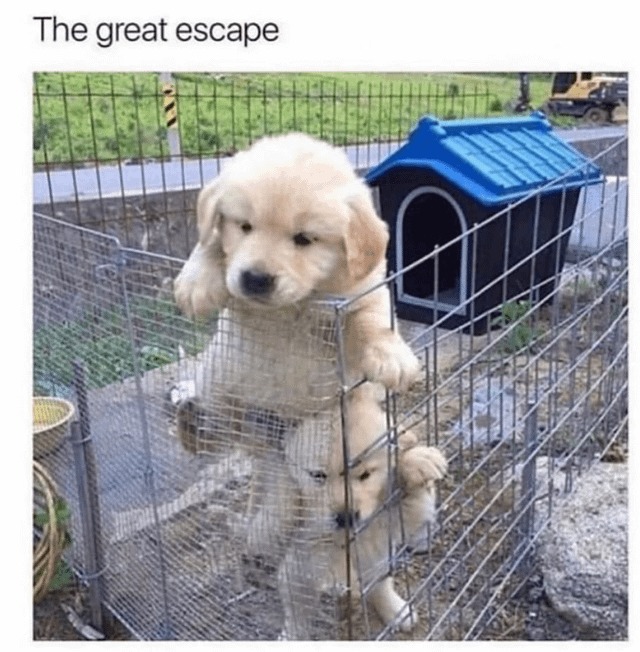 The best Escape memes :) Memedroid