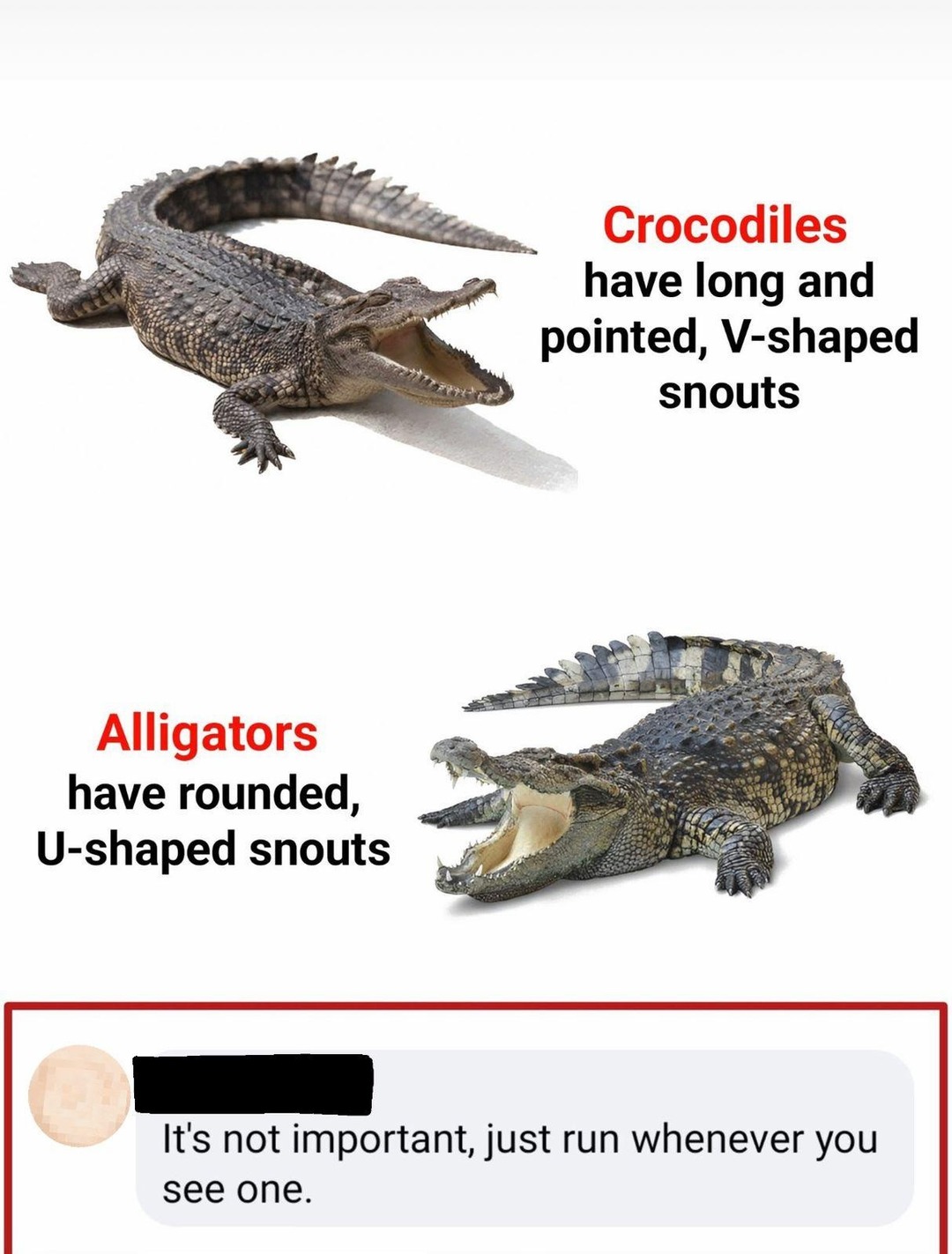 Alligator Crocodile Memes Funny Crocodile Images – Browse 81,576