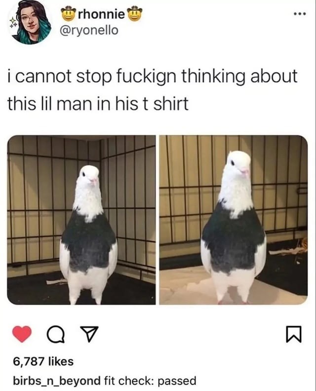 The best Birb memes :) Memedroid