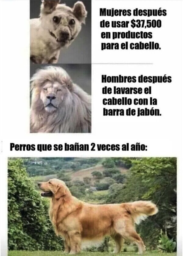 Los Últimos Memes :) Memedroid