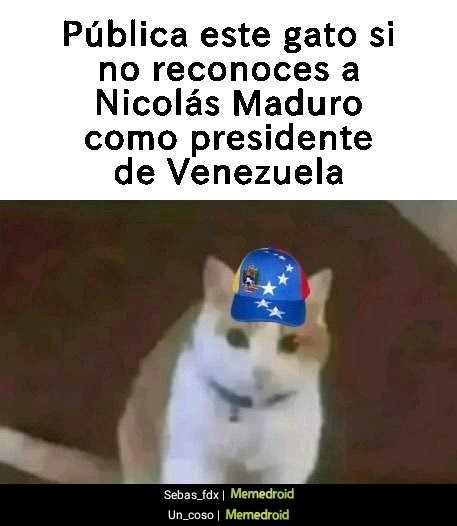 Top memes de Gato en español :) Memedroid