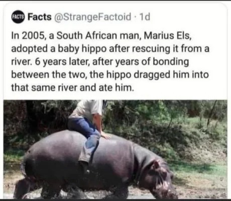 The best Hippo memes :) Memedroid
