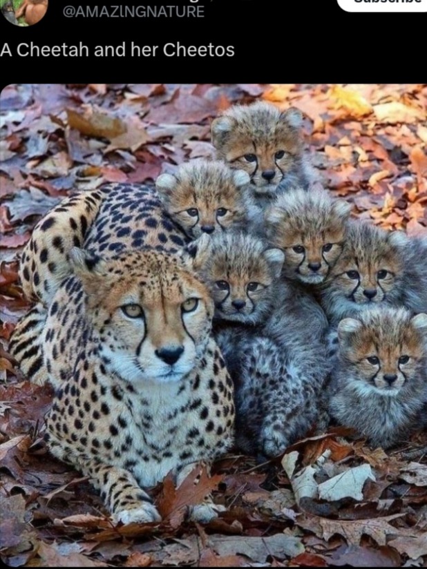 The Latest Memes :) Memedroid