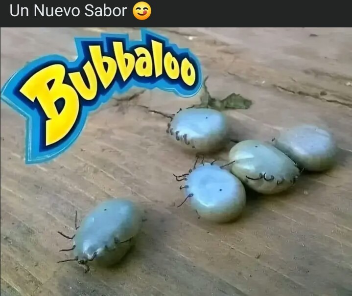 Top memes de Bubbaloo en español :) Memedroid