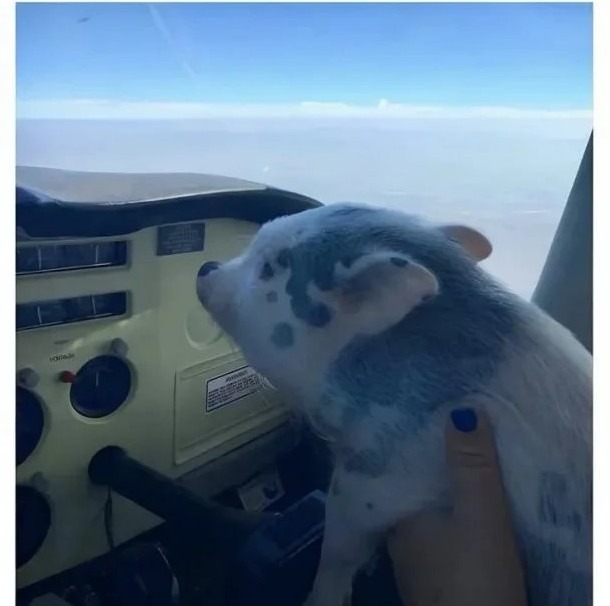 The best Fly memes :) Memedroid