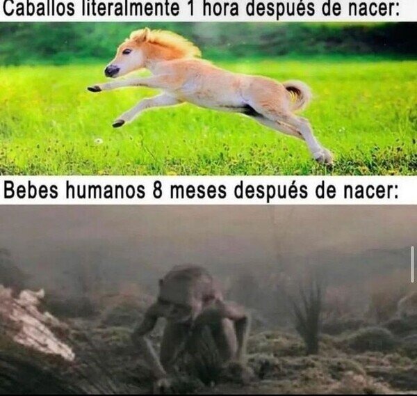 Top memes de Caballos en español :) Memedroid