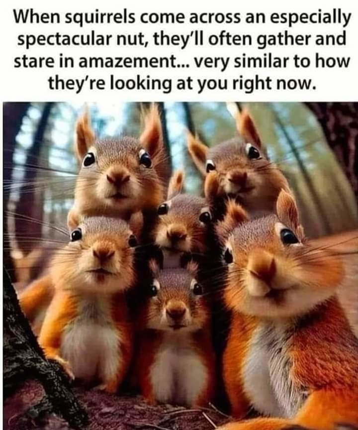 The best Squirrel memes :) Memedroid