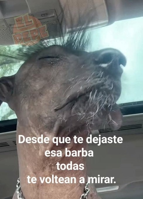 Top memes de Barba en español :) Memedroid