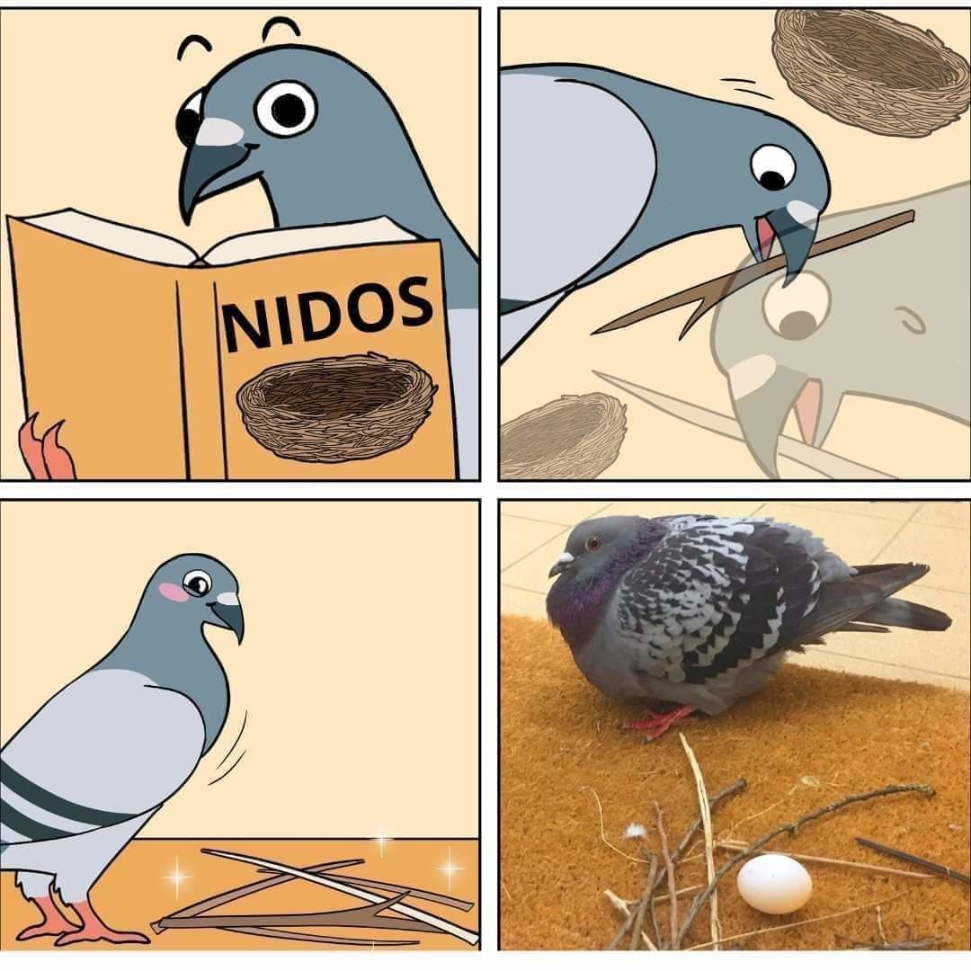 Top memes de Nidos en español :) Memedroid