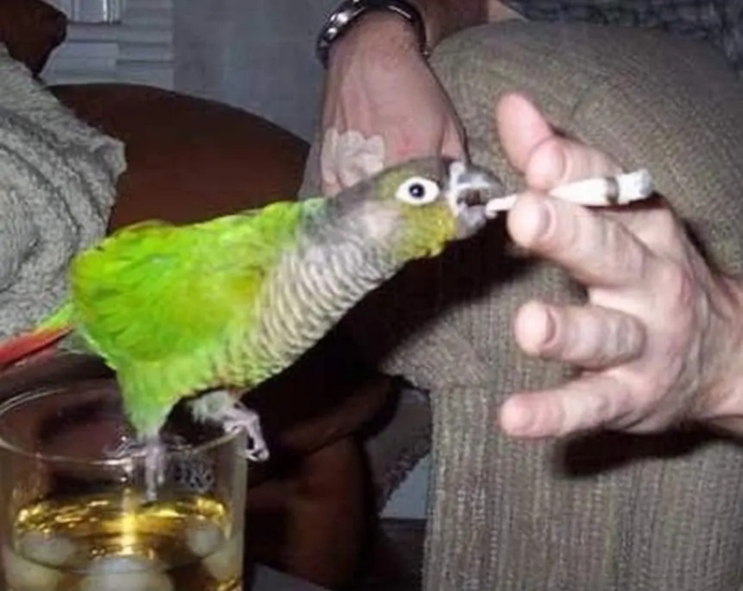 Top memes de Pajaros en español :) Memedroid