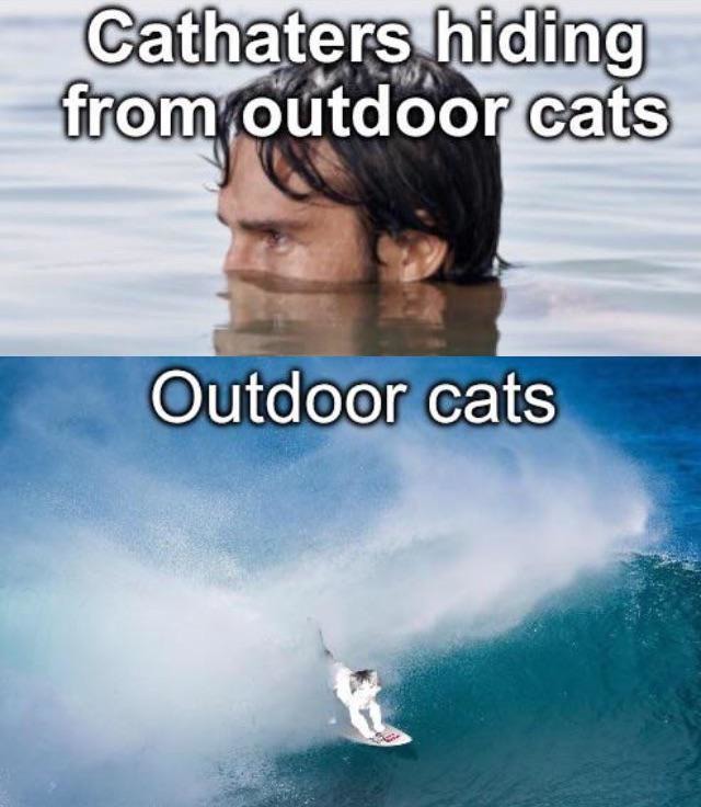 Outdoor cats meme - Meme subido por HelsinkiBECH :) Memedroid